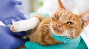 Breed - Hospital Veterinário Paredes - Contactos | Informação